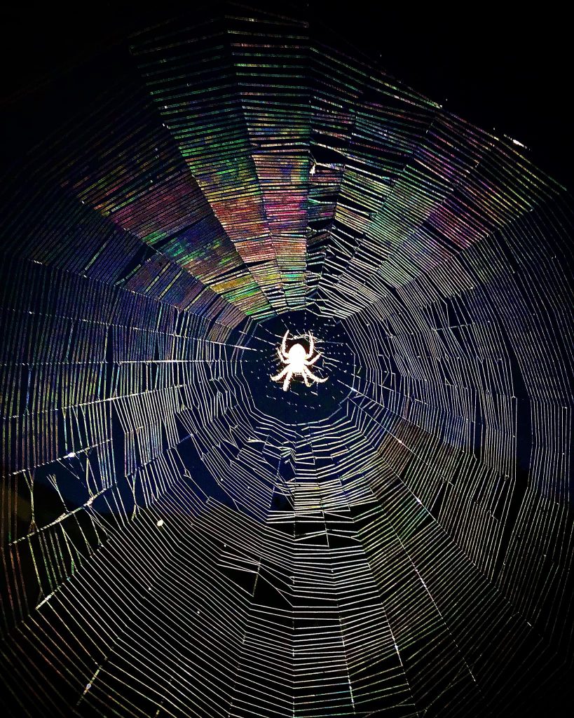 MYCELIUM - Studio 303